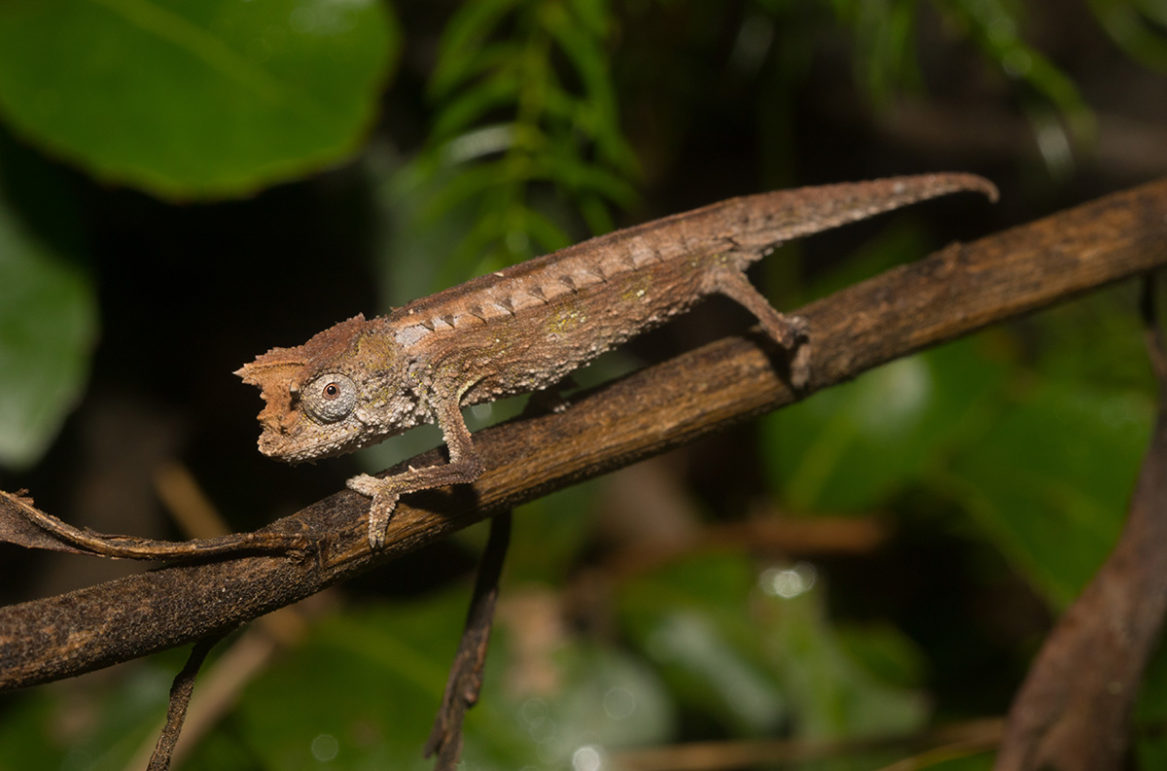 Defense and escape behavior of leaf chameleons – Madcham.de