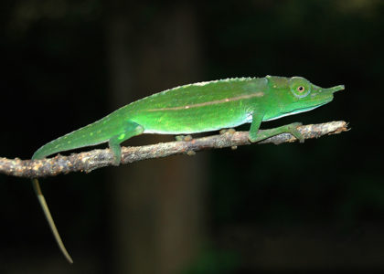 Calumma furcifer – Madcham.de