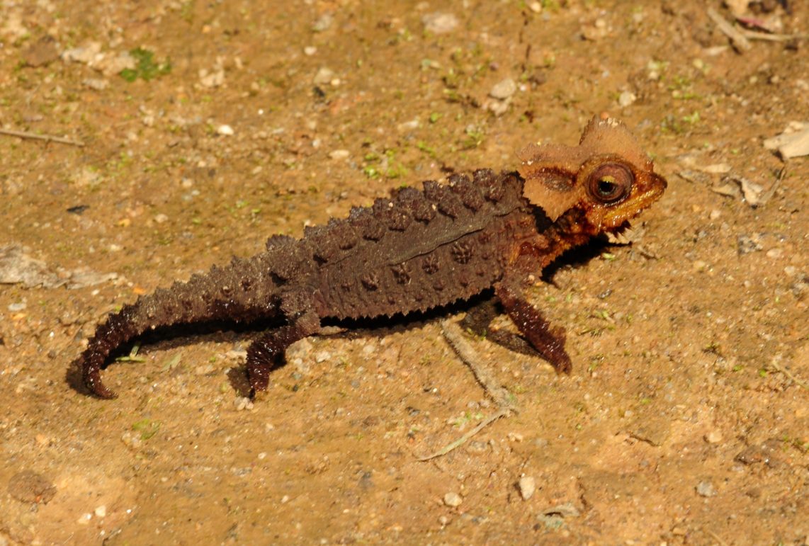 Brookesia perarmata – Madcham.de
