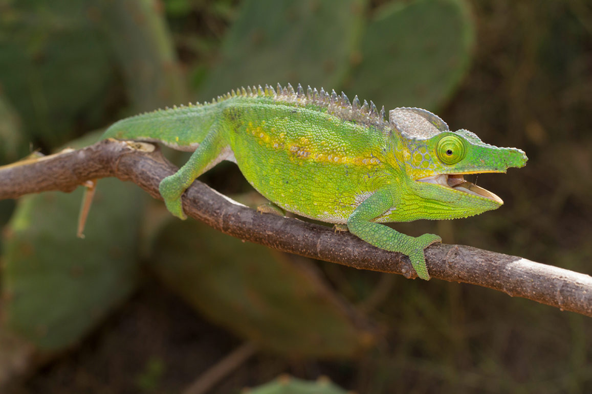 Furcifer antimena – Madcham.de