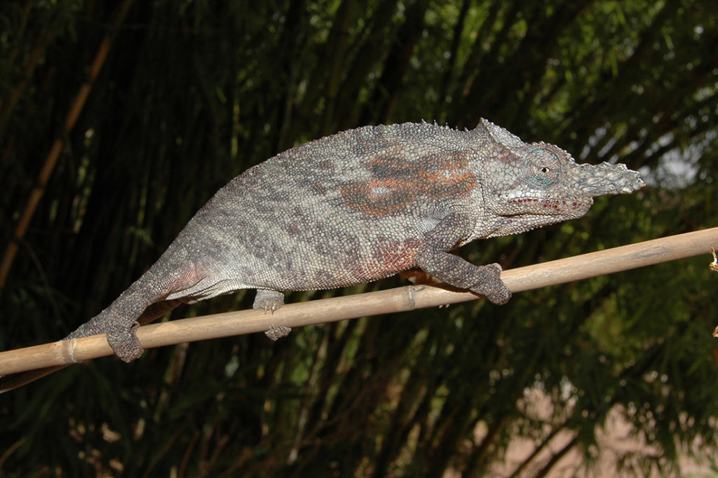 Furcifer minor – Madcham.de