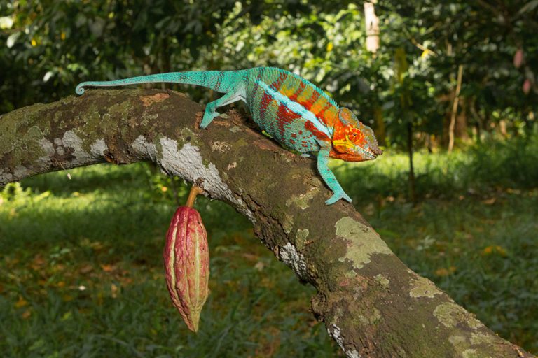 Local form Ambanja – Madcham.de