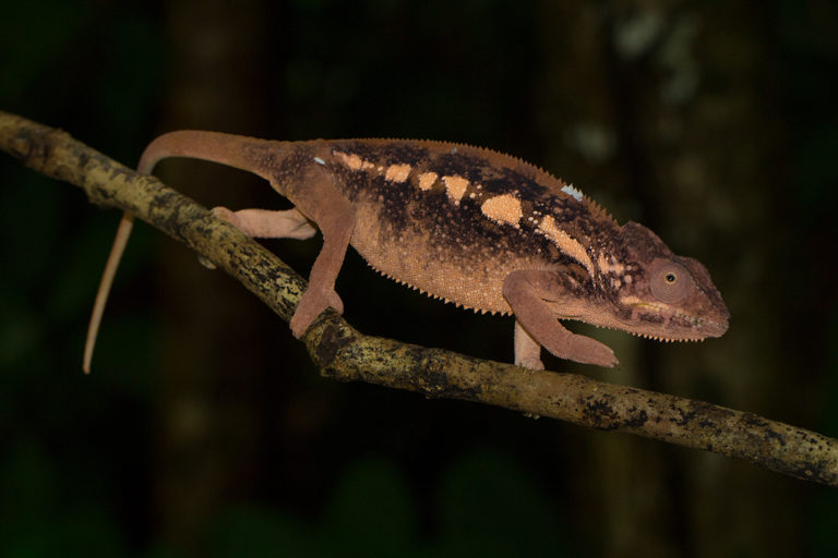 Furcifer pardalis – Madcham.de