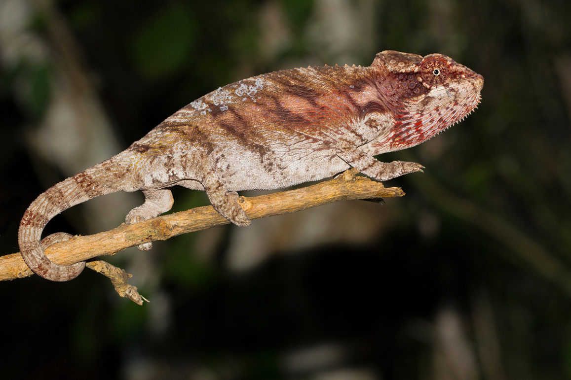 Furcifer verrucosus – Madcham.de