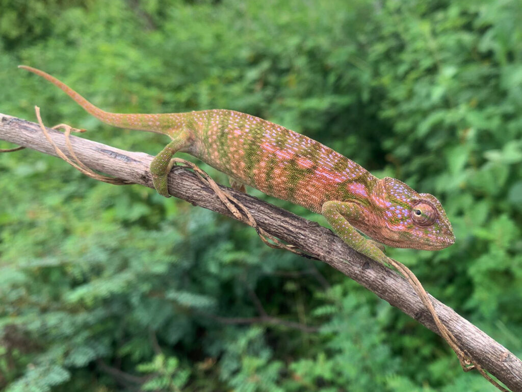 Furcifer viridis – Madcham.de