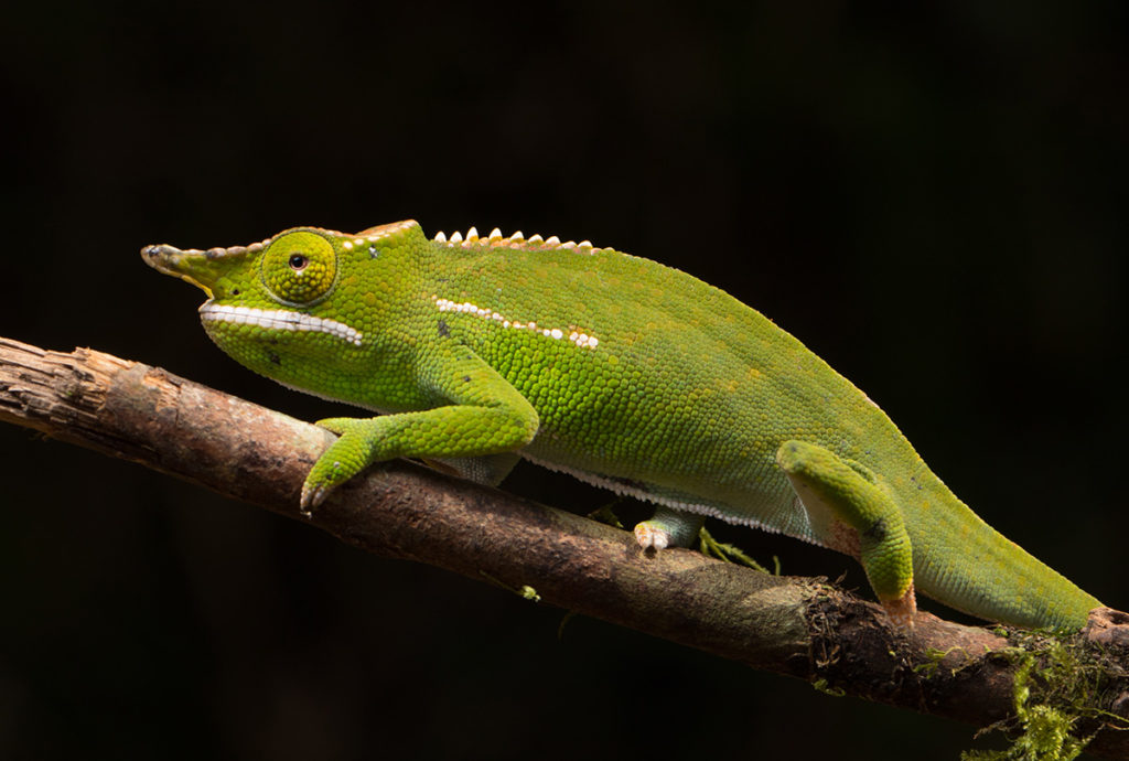 Furcifer willsii – Madcham.de