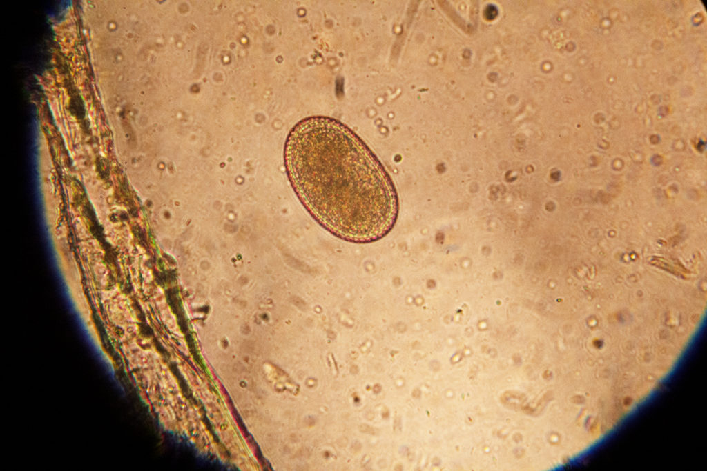 Parasites – Madcham.de