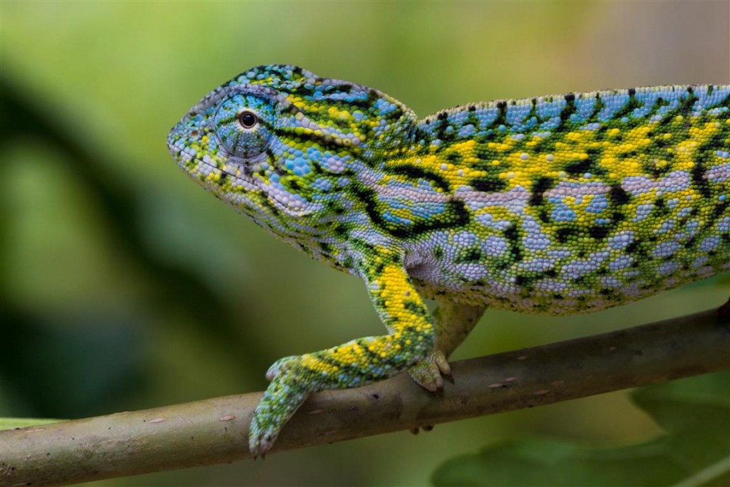 Combien coûte un caméléon ? – Madcham.de