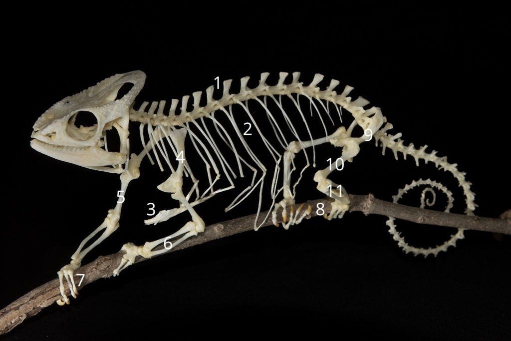 Anatomy – Madcham.de