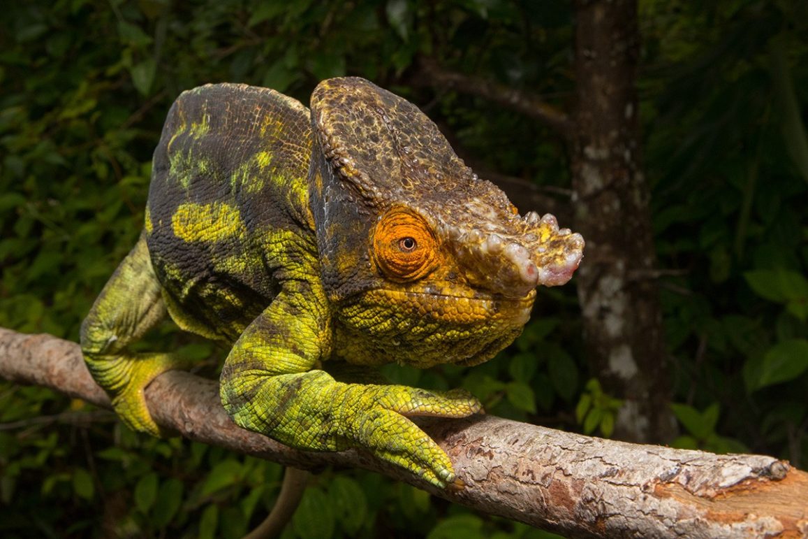 Color variation “yellow giant” – Madcham.de