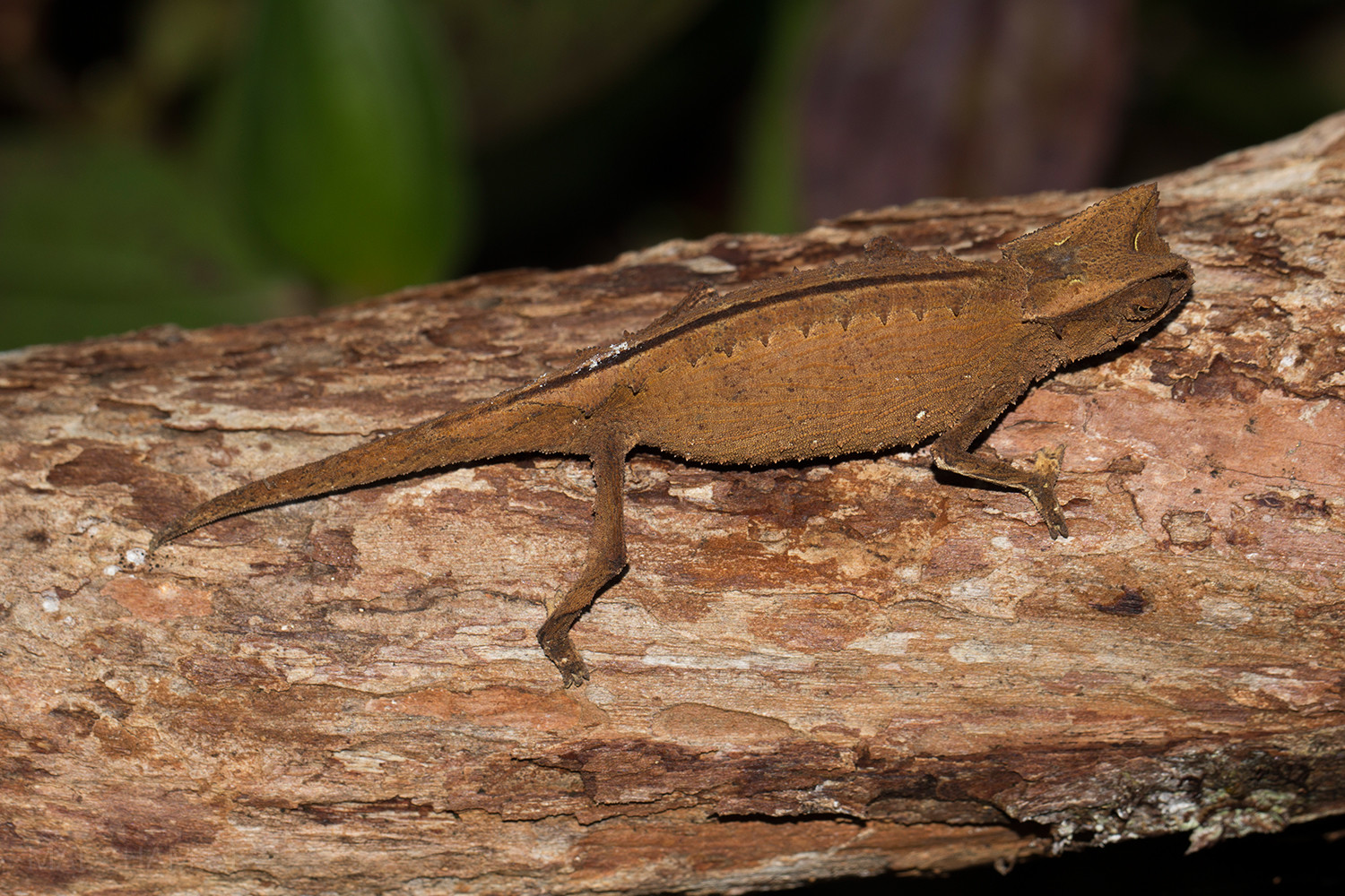 Brookesia griveaudi – Madcham.de