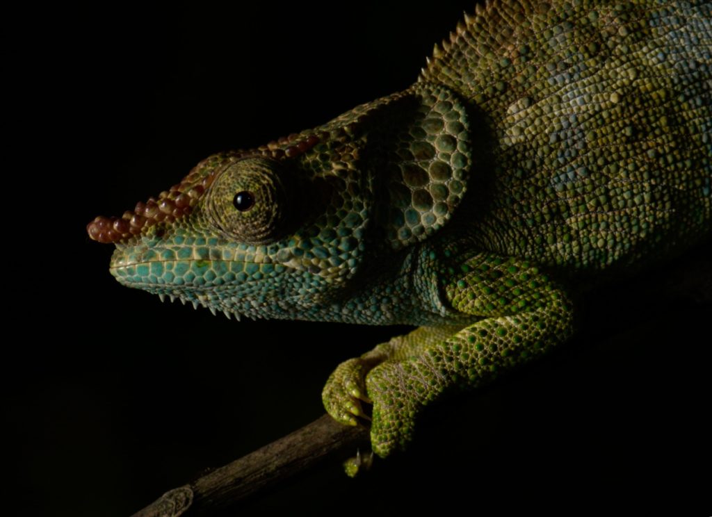 Calumma crypticum – Madcham.de