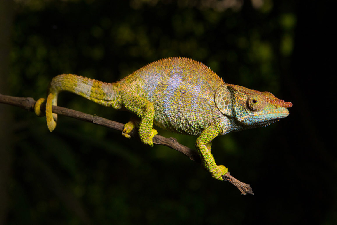 Calumma crypticum – Madcham.de