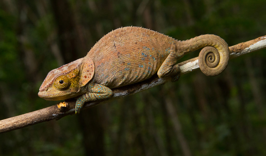 Calumma crypticum – Madcham.de