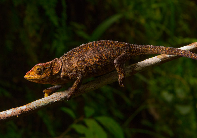 Calumma crypticum – Madcham.de