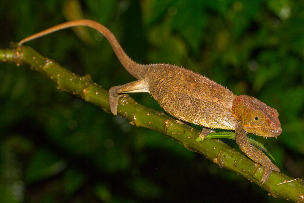 Calumma crypticum – Madcham.de