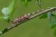 Calumma crypticum – Madcham.de