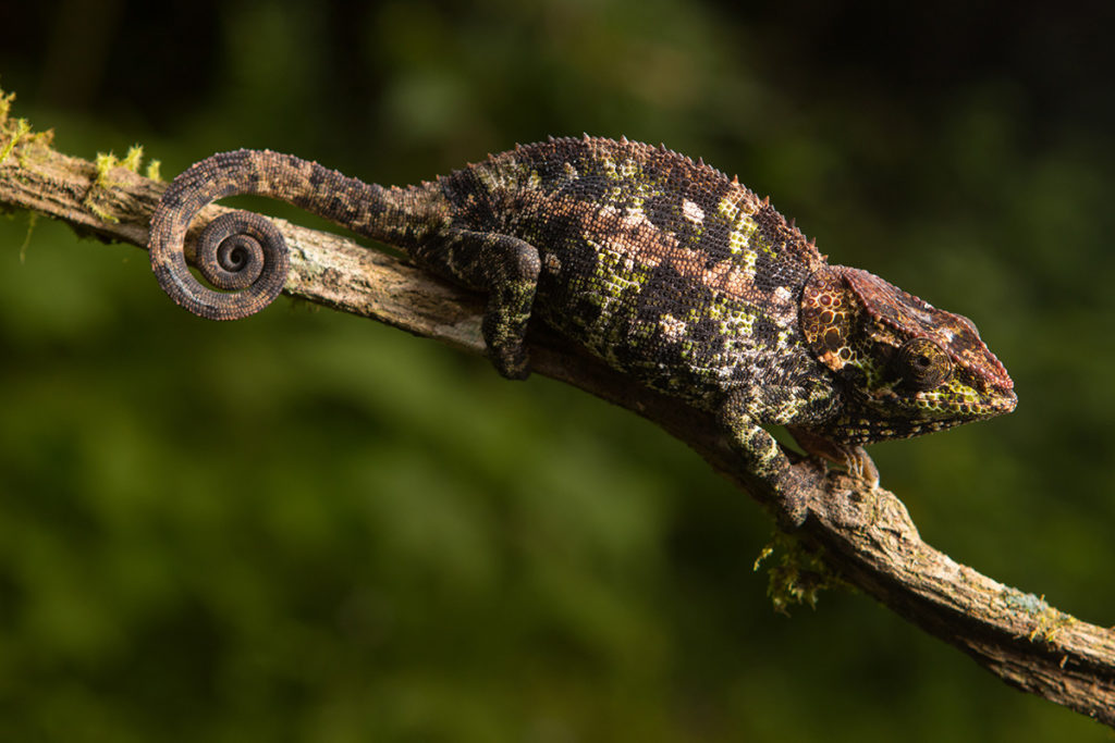 Calumma crypticum – Madcham.de