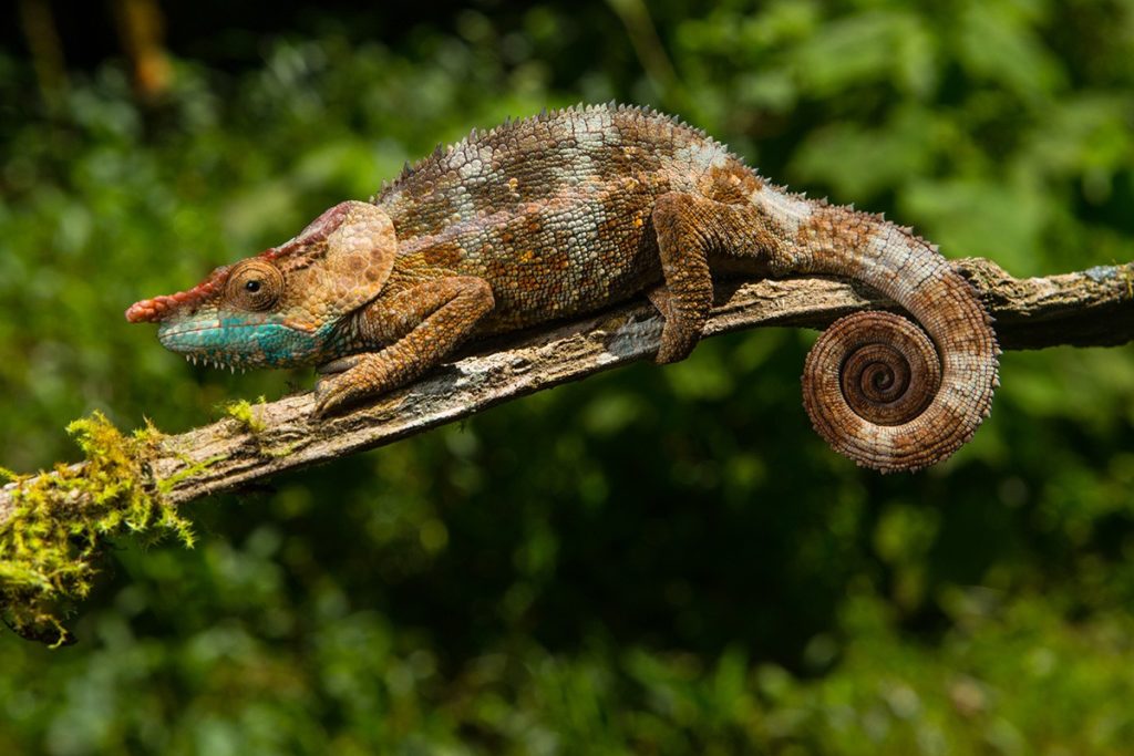 Calumma crypticum – Madcham.de