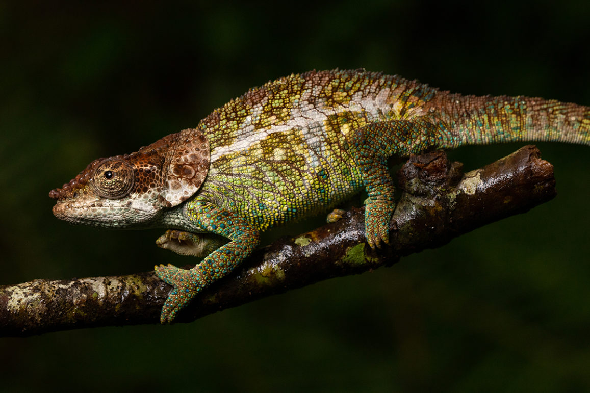 Calumma crypticum – Madcham.de