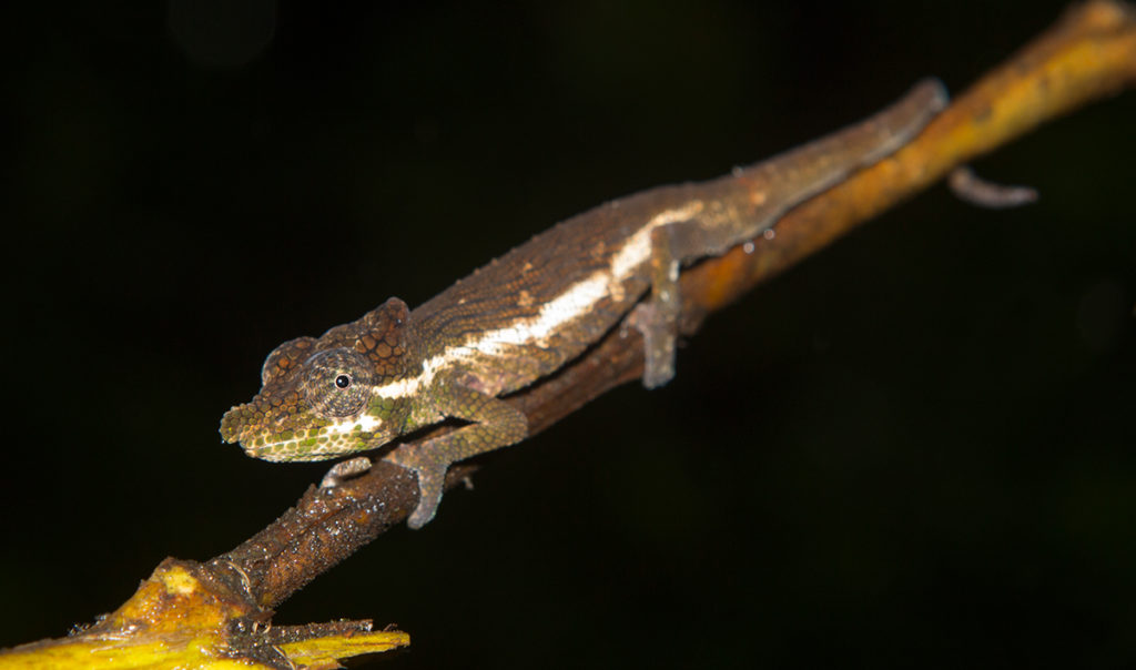 Calumma fallax – Madcham.de