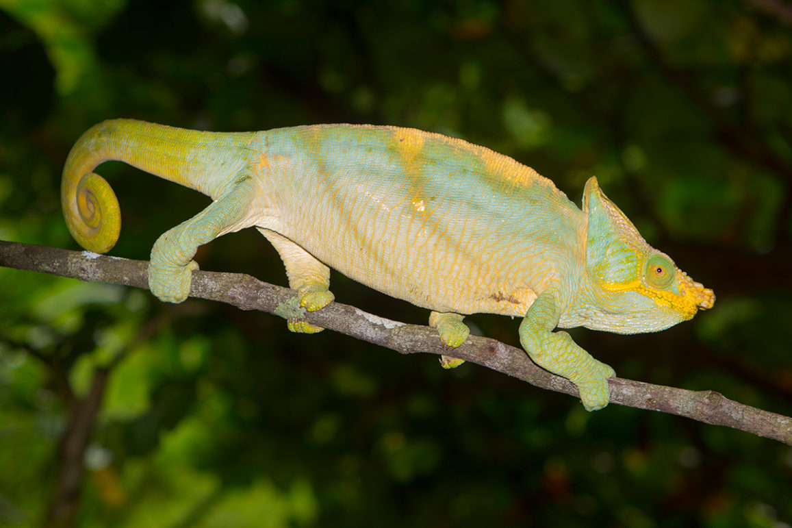 Calumma parsonii – Madcham.de