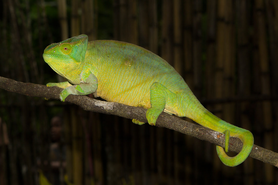 Color variation “yellow lip” – Madcham.de