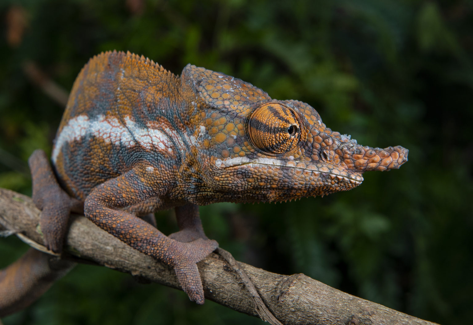 Furcifer angeli – Madcham.de