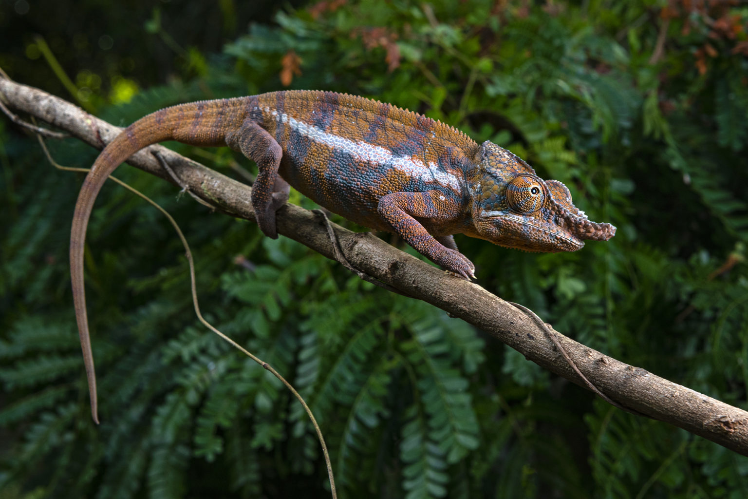 Furcifer pardalis – Madcham.de