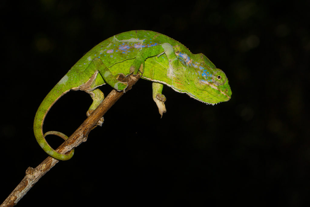 Furcifer belalandaensis – Madcham.de