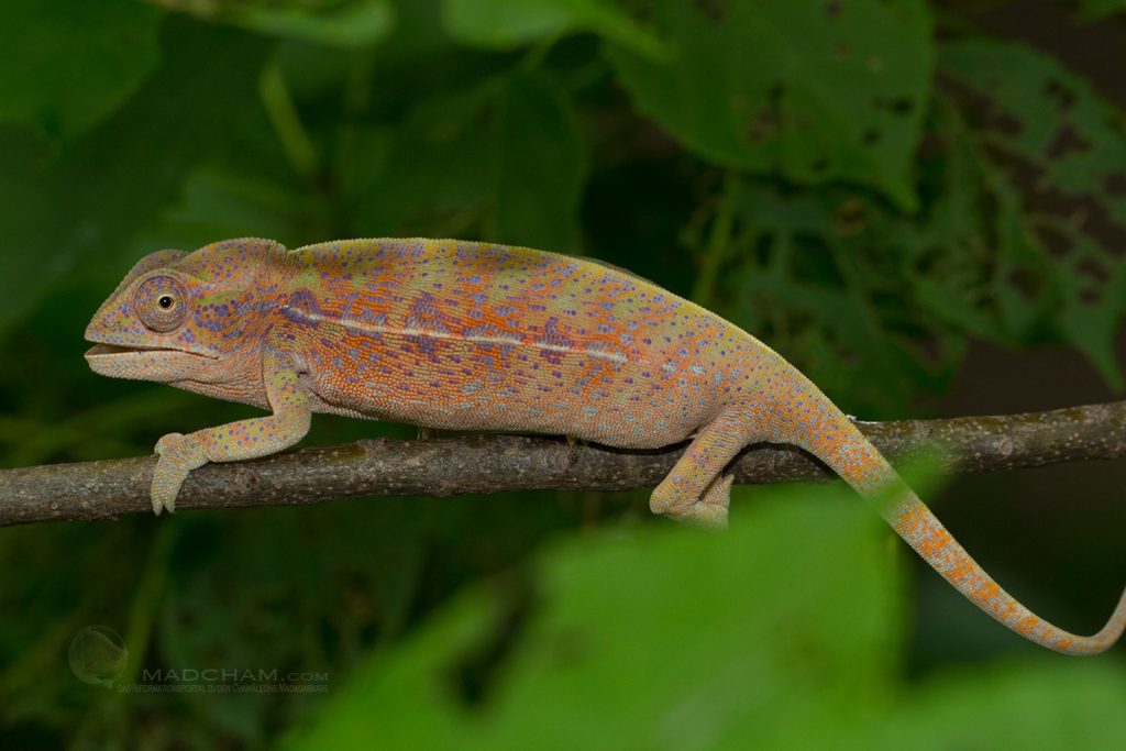 Furcifer major – Madcham.de