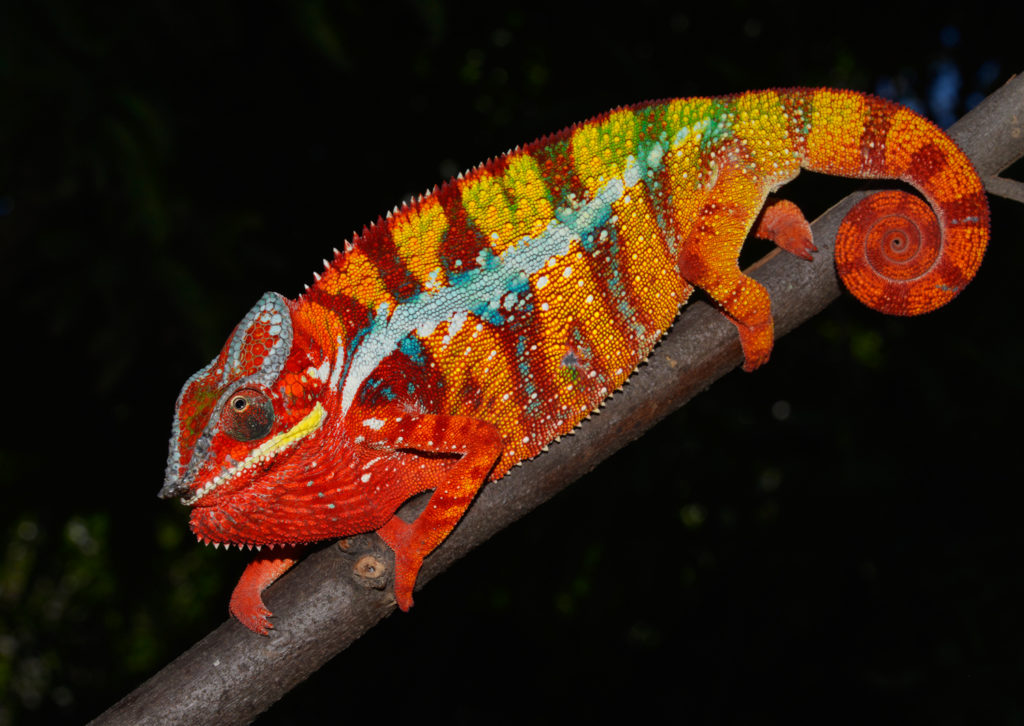 Local form Ambilobe – Madcham.de