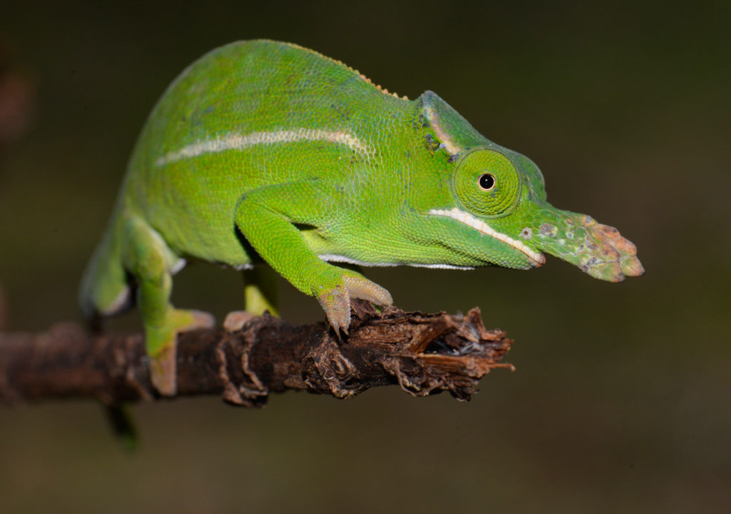 Furcifer petteri – Madcham.de