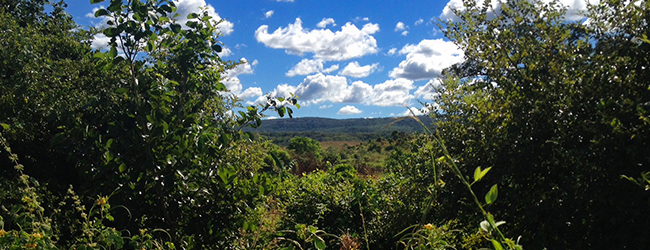 Furcifer angeli – Madcham.de