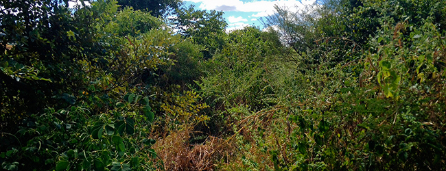 Furcifer angeli – Madcham.de