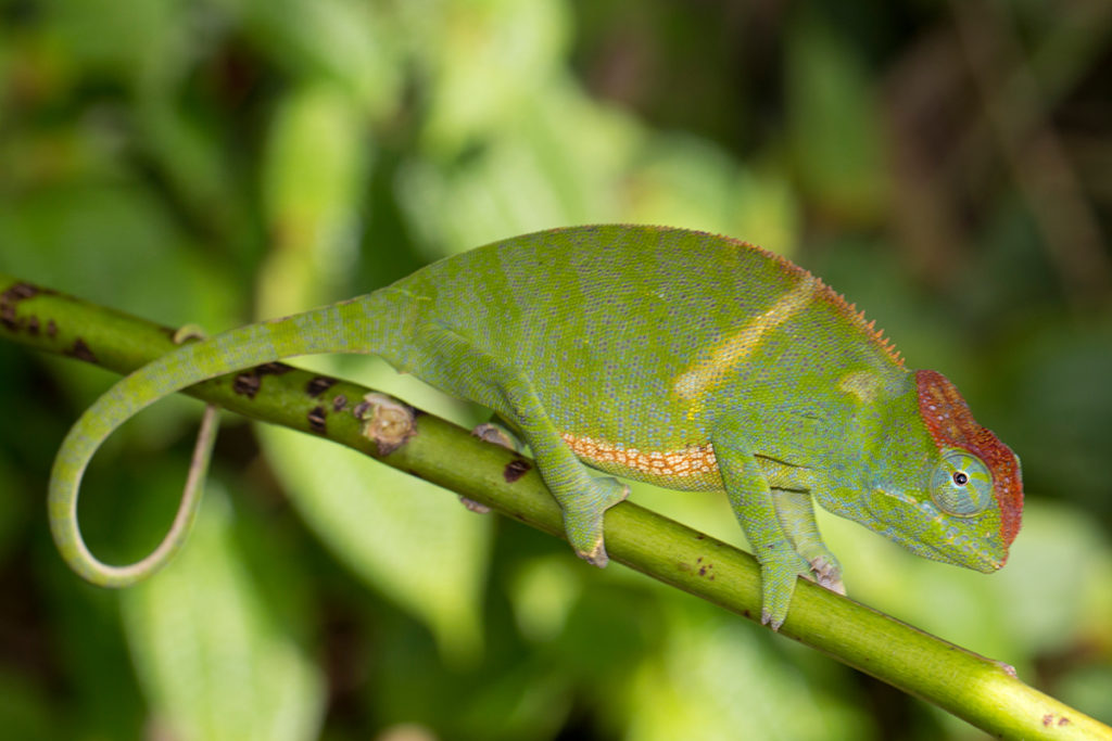 Furcifer bifidus – Madcham.de
