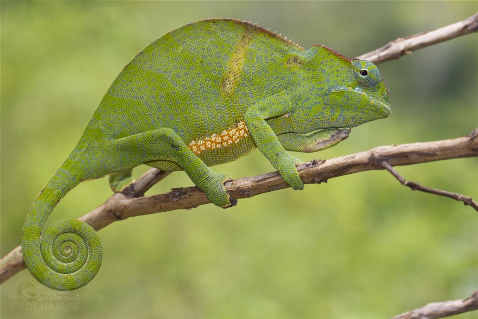 Furcifer bifidus – Madcham.de
