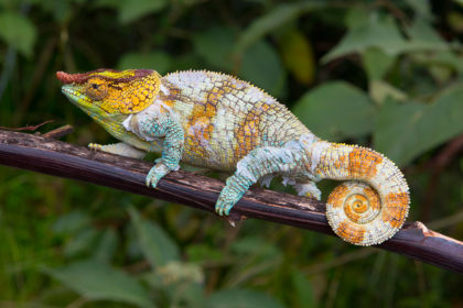Calumma crypticum – Madcham.de