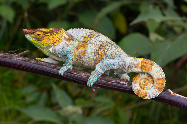 Calumma crypticum – Madcham.de