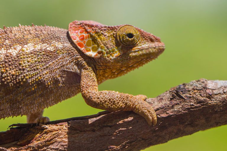 Calumma crypticum – Madcham.de