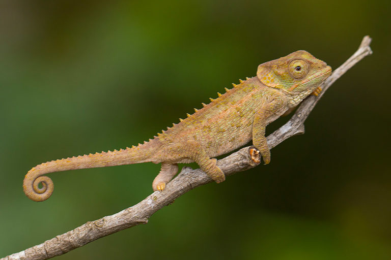 Calumma crypticum – Madcham.de