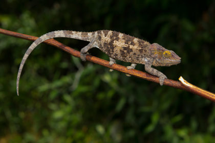 Calumma crypticum – Madcham.de