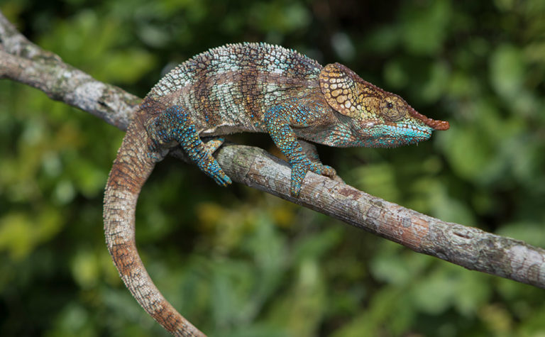 Calumma crypticum – Madcham.de