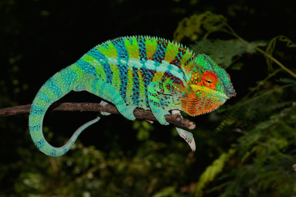 Furcifer pardalis – Madcham.de