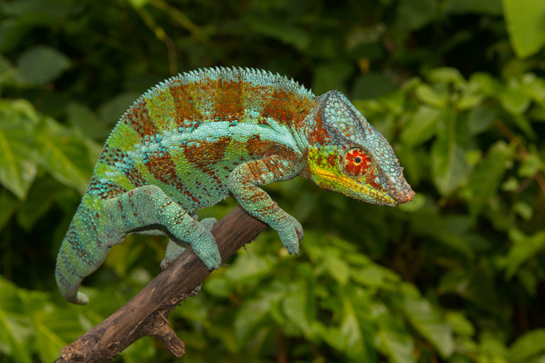 Local forms of Furcifer pardalis – Page 2 – Madcham.de