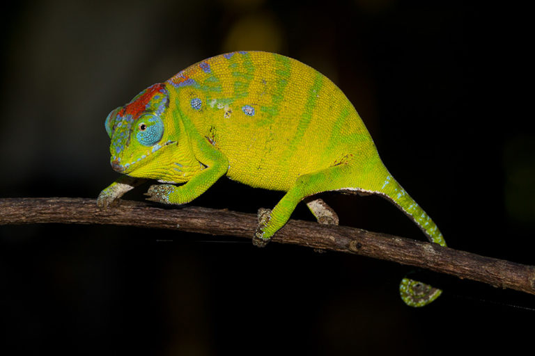 Furcifer petteri – Madcham.de