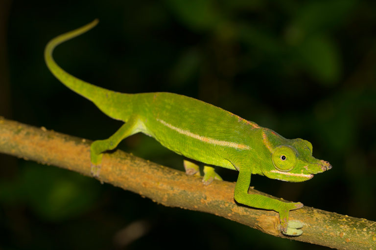 Furcifer petteri – Madcham.de