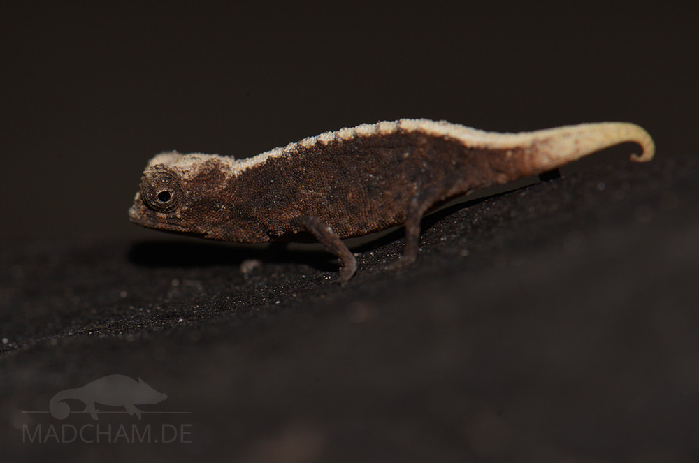 Brookesia micra – Madcham.de