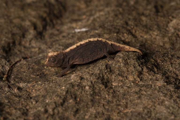 Brookesia micra – Madcham.de
