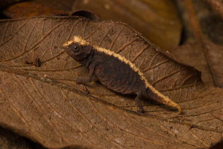 Brookesia micra – Madcham.de